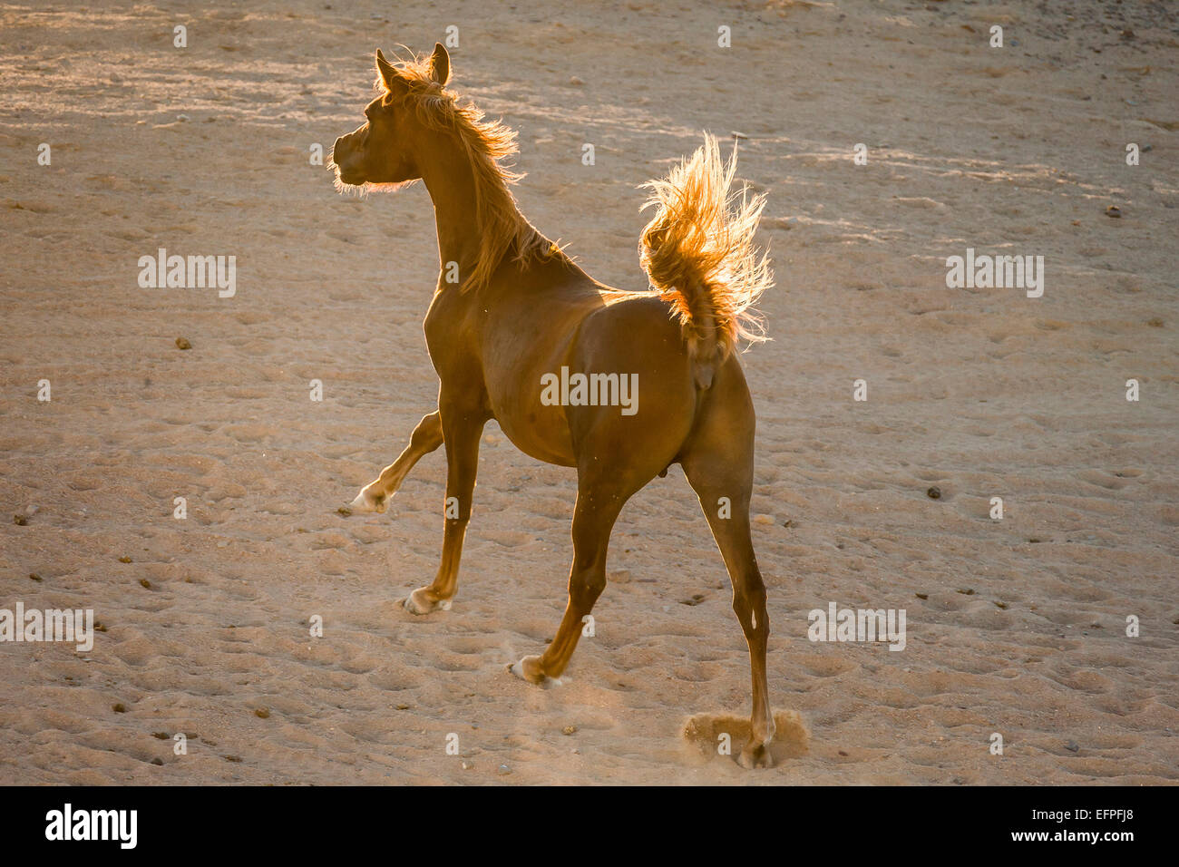 Cheval Arabe Jeune étalon alezan galoper le désert Egypte Photo Stock ...