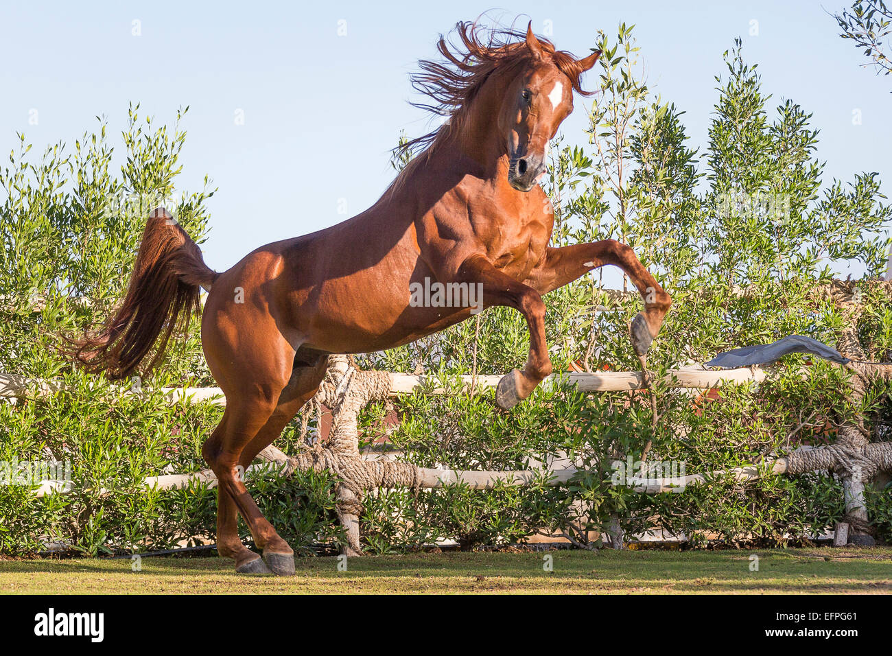 L'élevage de chevaux arabes étalon alezan Egypte pâturage Photo Stock ...