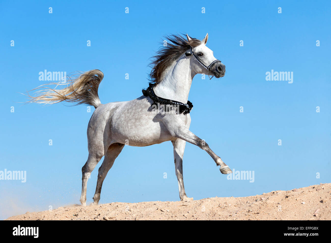 Arabian horse traditional arabian tack Banque de photographies et d ...