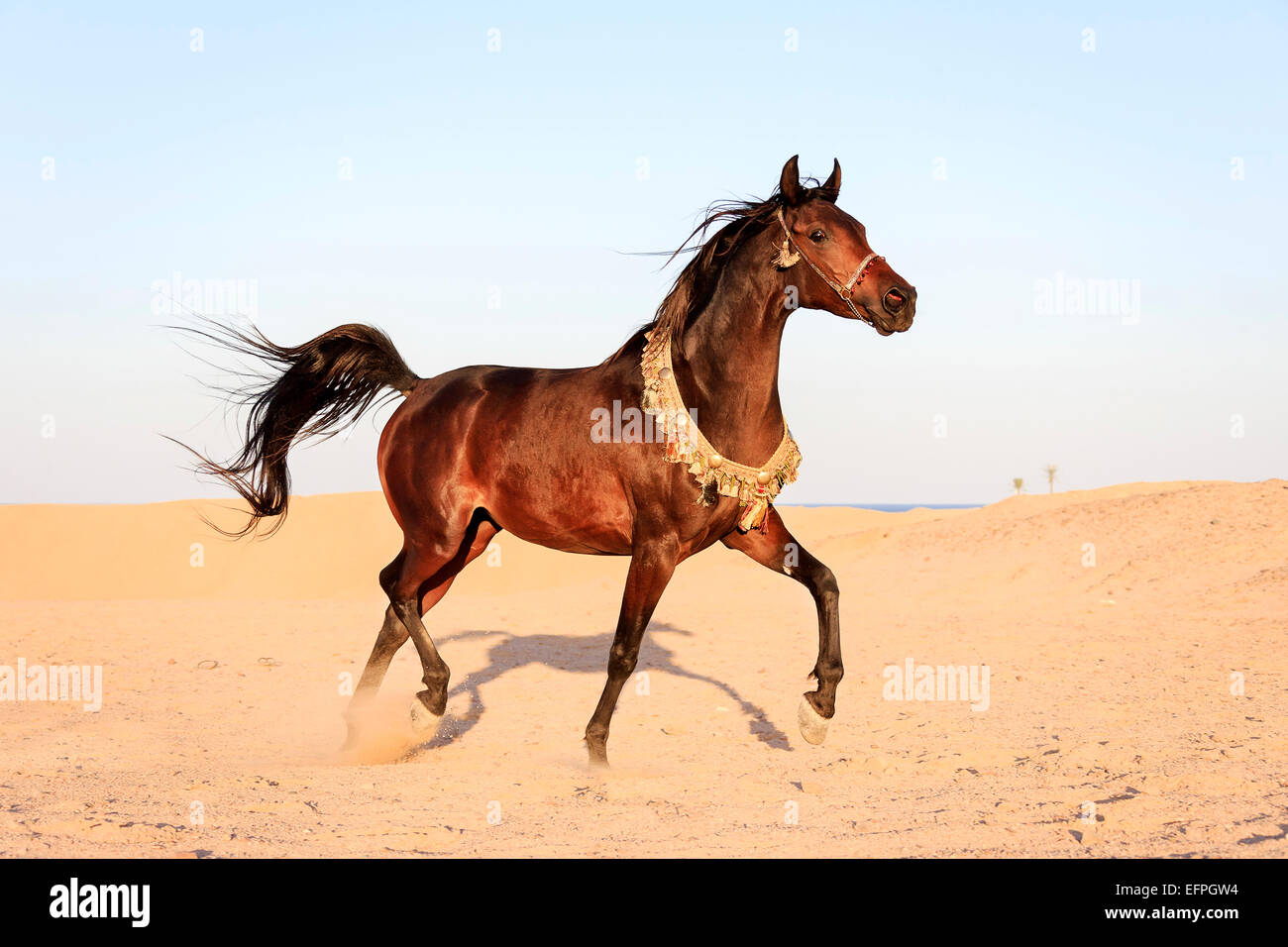 Cheval Arabe Bai