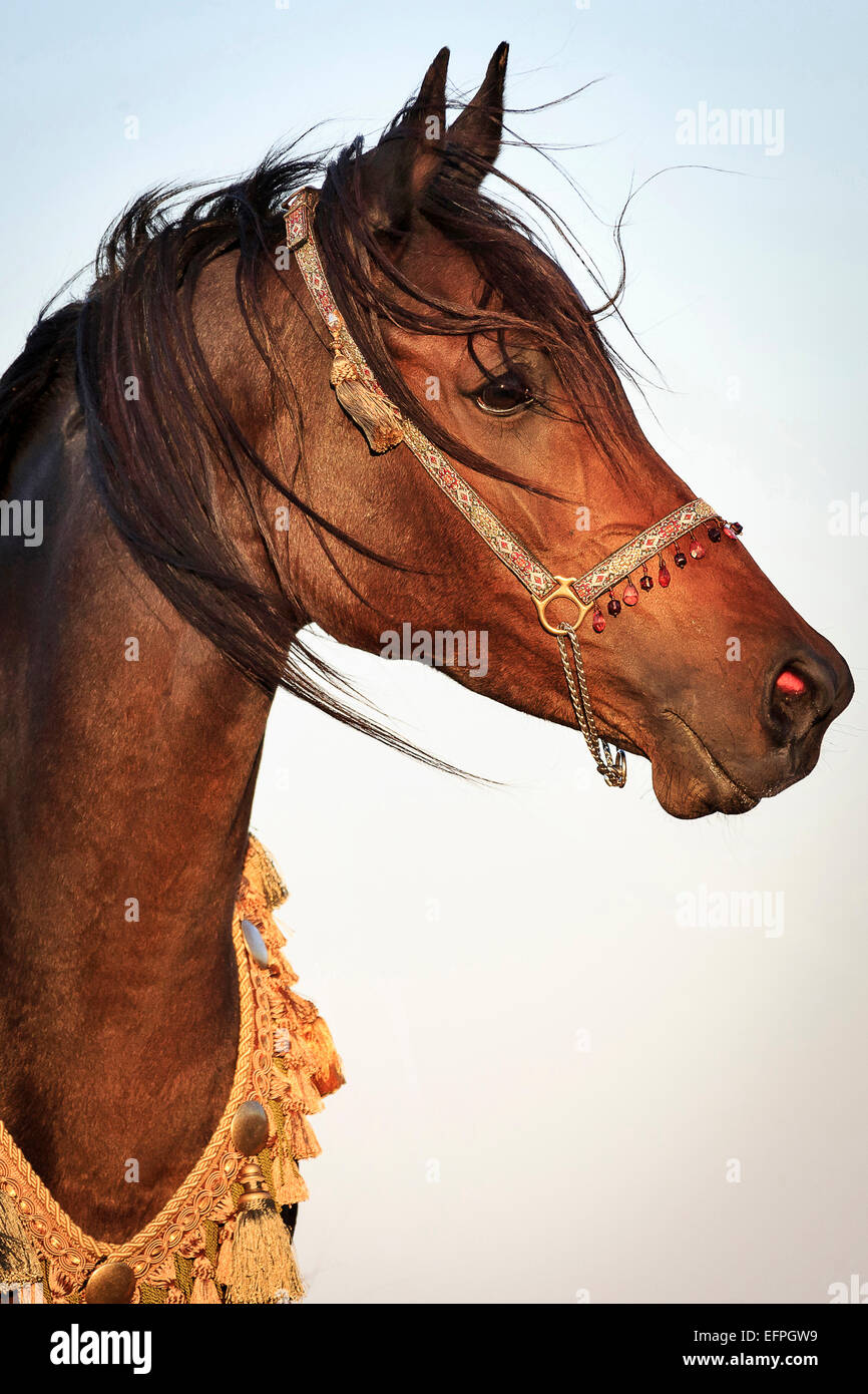 Arabian horse portrait bay mare Banque de photographies et d’images à ...