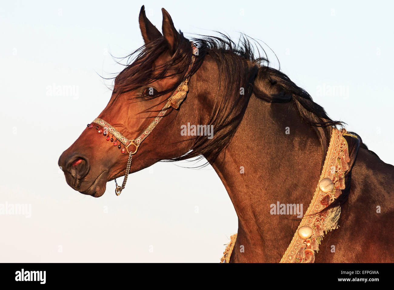 Arabian horse traditional arabian tack Banque de photographies et d ...