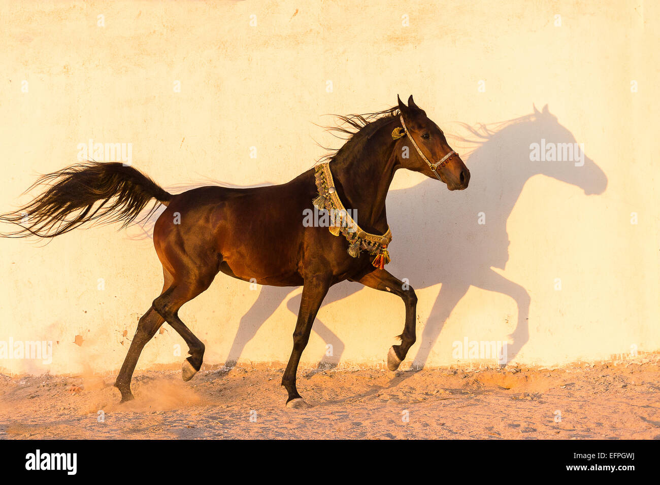 Cheval Arabe jument Baie trotting paddock Egypte Photo Stock - Alamy