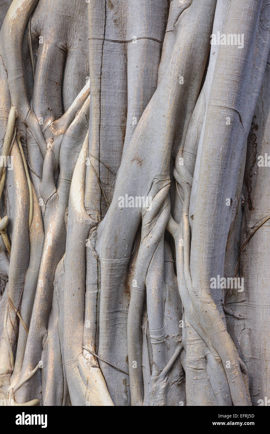 Pipal tree Banque de photographies et d’images à haute résolution - Alamy