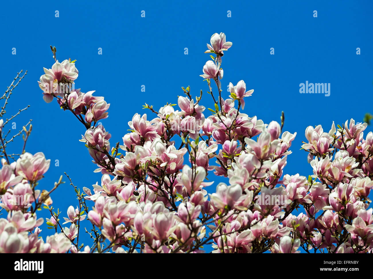 Tulip tree flower Banque de photographies et d’images à haute ...