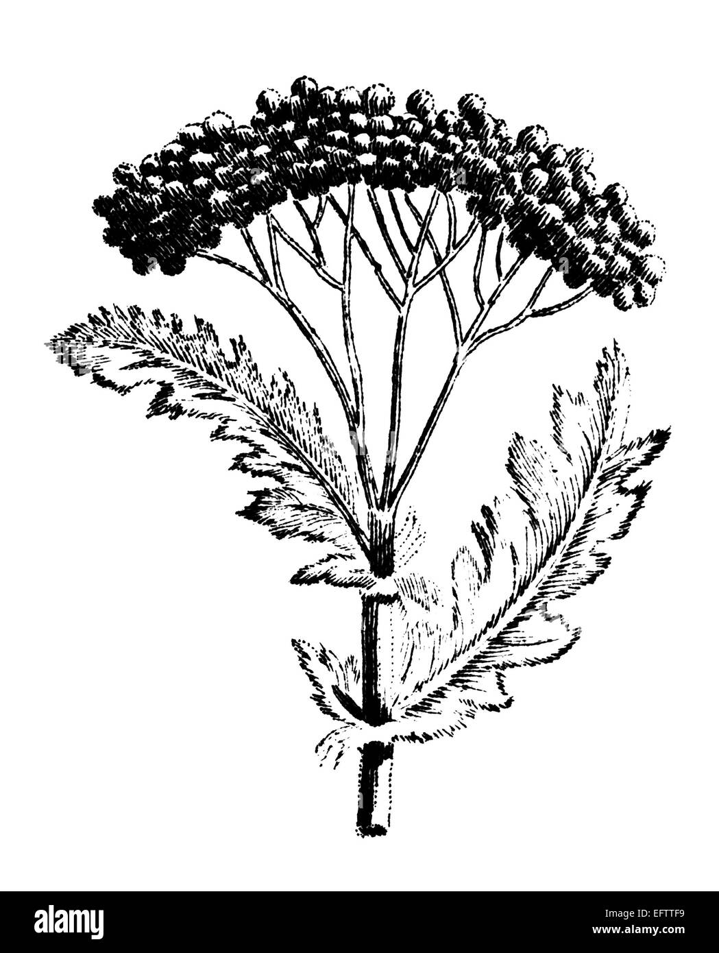 La gravure de l'époque victorienne d'une grappe de fruits. Image ...