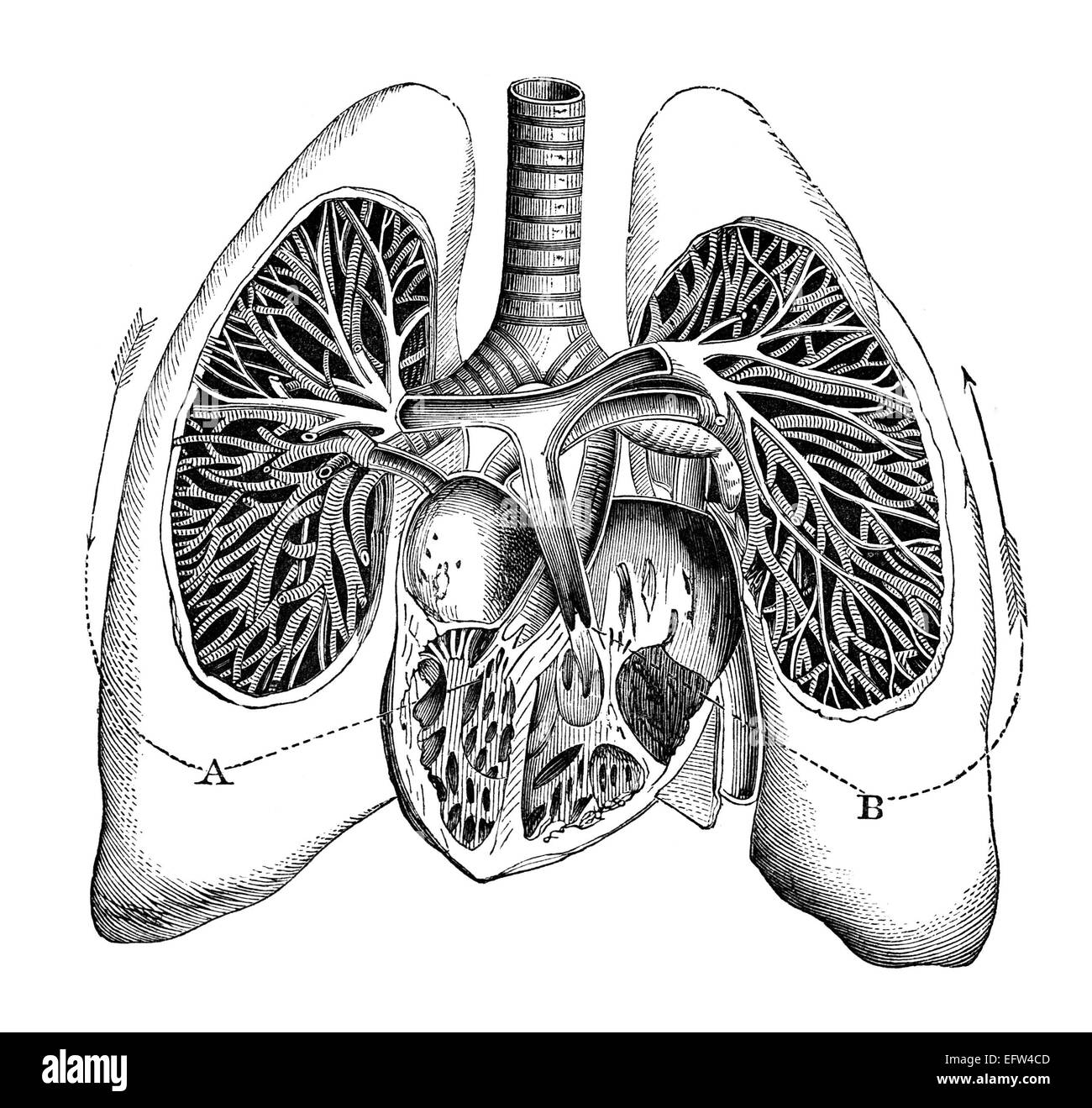 Anatomie du coeur dessin Banque de photographies et d’images à haute ...