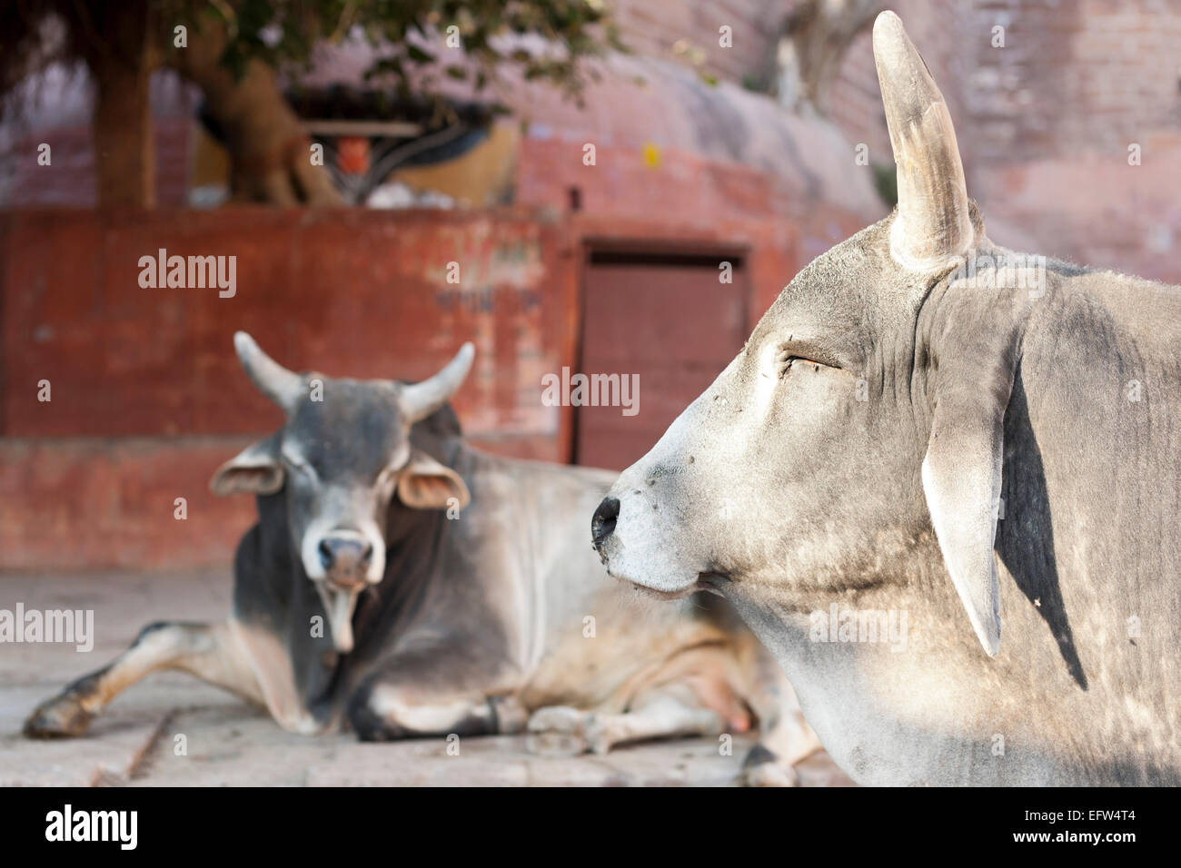 Vache sacrée dans les rues Banque de photographies et d’images à haute ...