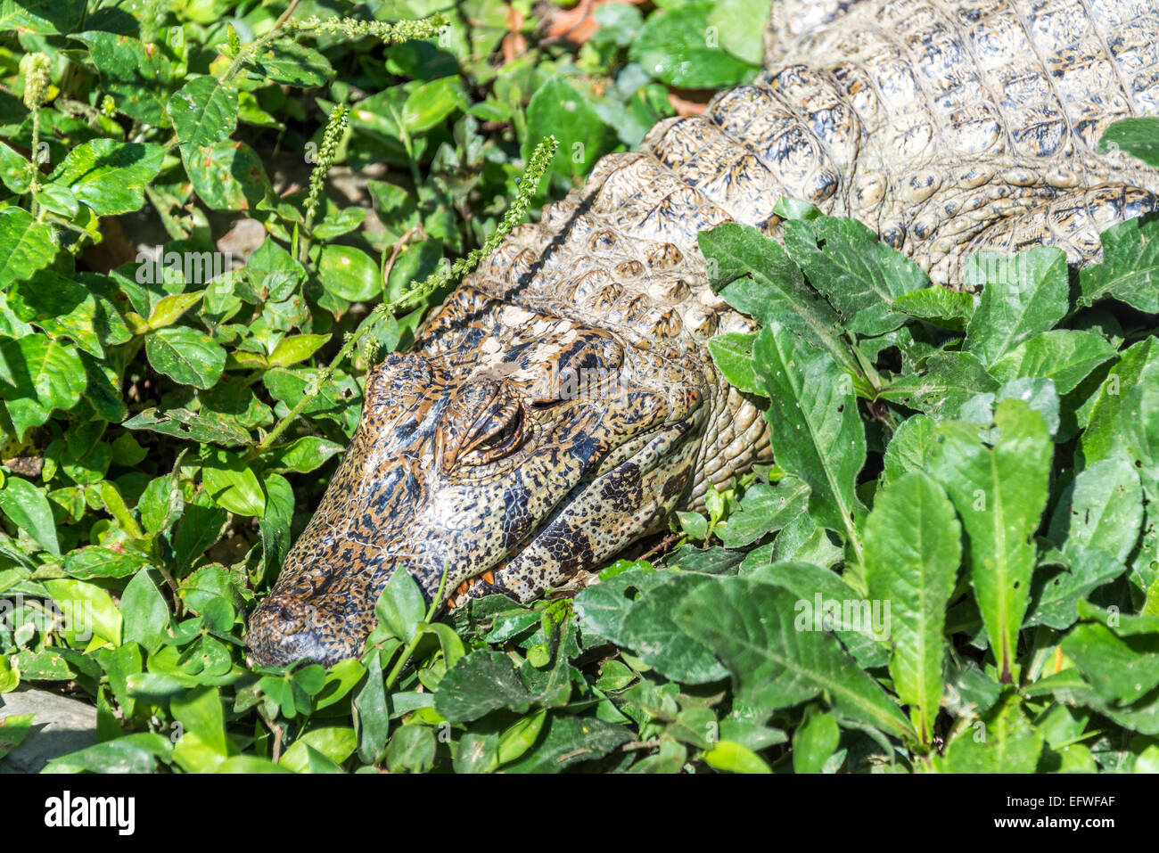 Amazon rainforest caiman Banque de photographies et d’images à haute ...