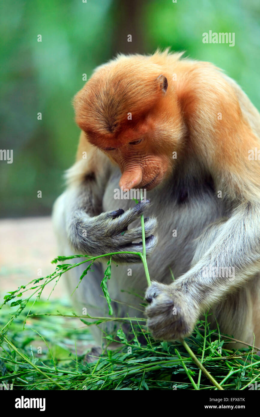 Les singes Proboscis, Nasalis larvatus, ou des singes bec long, les ...