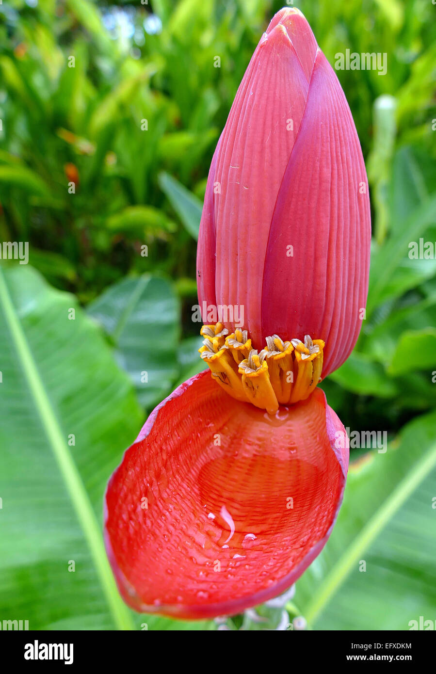 Fleur de bananier sauvage Banque de photographies et d’images à haute ...
