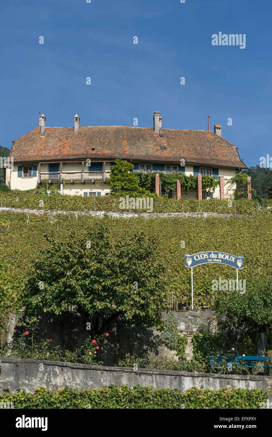Epesses, vignes , région de Lavaux, le lac de Genève, Swiss Alps ...
