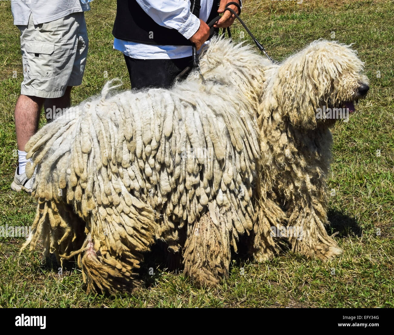 Chiens de berger blancs Banque de photographies et d’images à haute ...