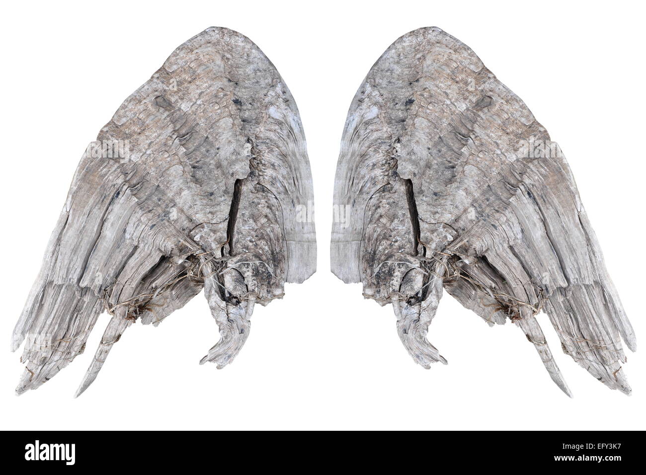 Anatomie de la plume Banque d'images détourées - Page 2 - Alamy