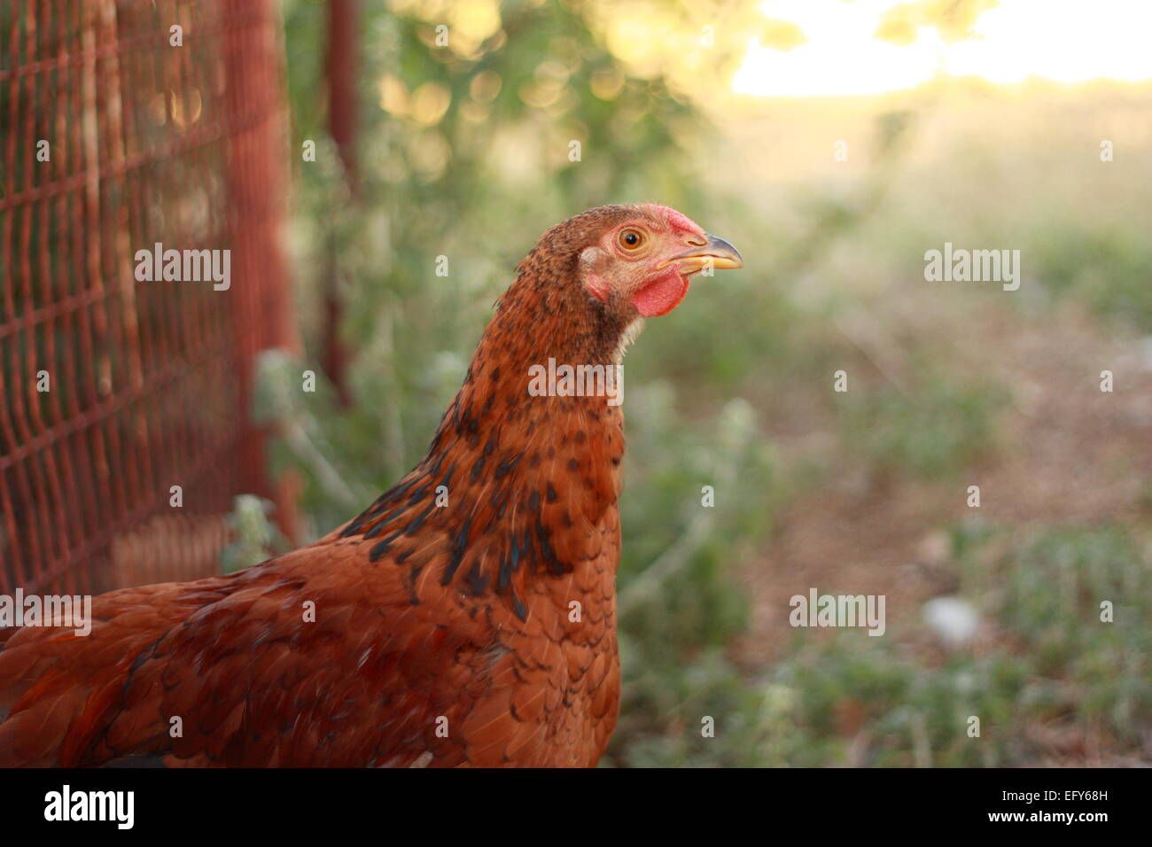 Coq rouge Banque de photographies et d’images à haute résolution - Alamy