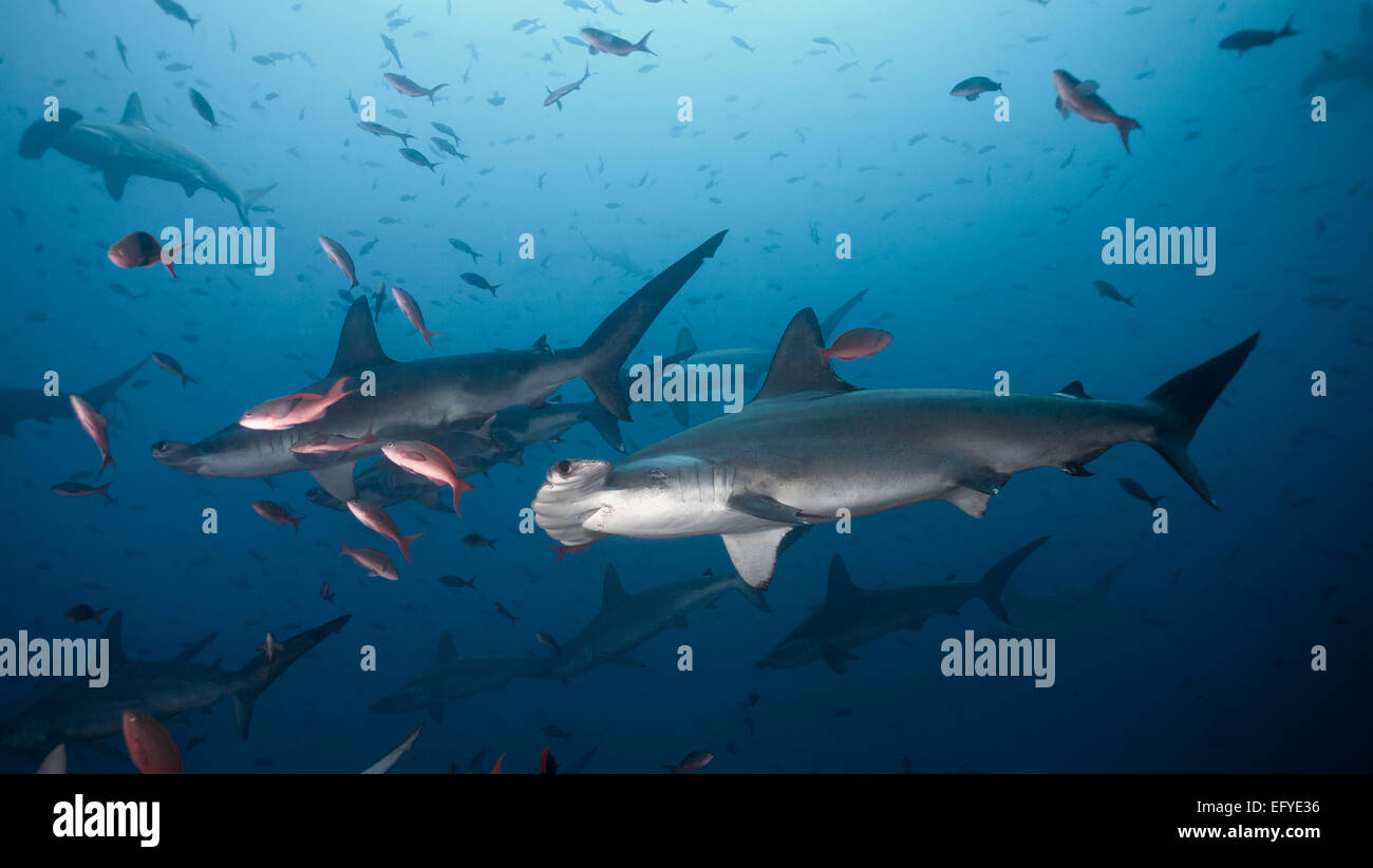 Requins marteaux sphyrna lewini Banque de photographies et d’images à ...