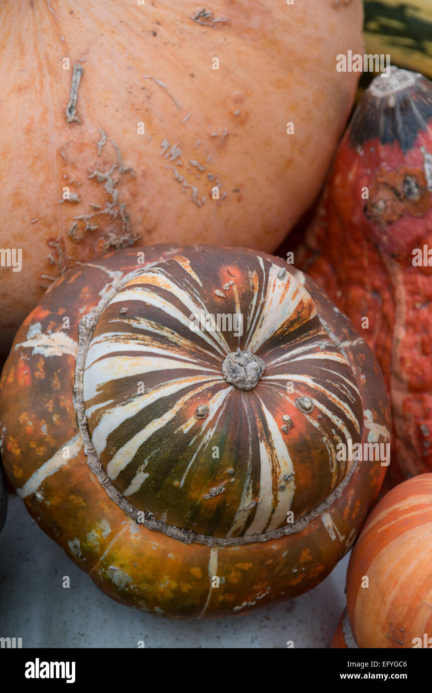 Courge cucurbita sp Banque de photographies et d’images à haute ...