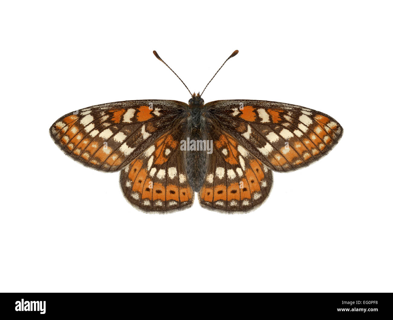 Euphydryas aurinia hibernica Banque de photographies et d’images à ...