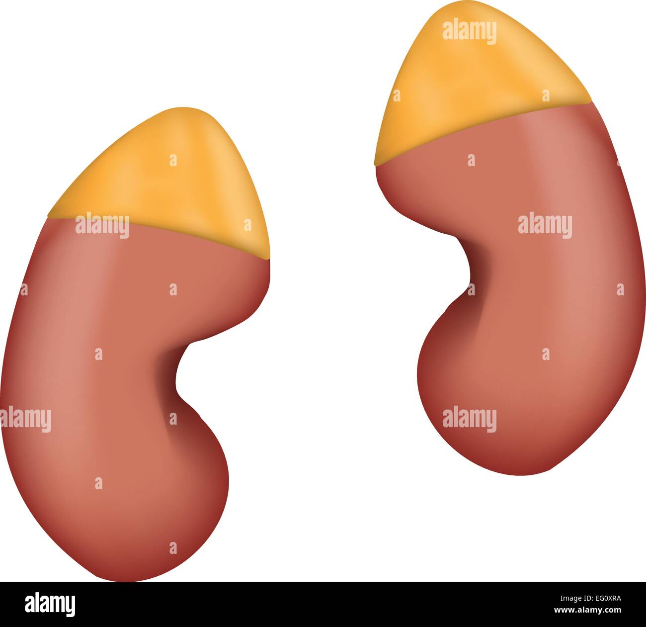 Glande surrénale Banque d'images vectorielles - Alamy