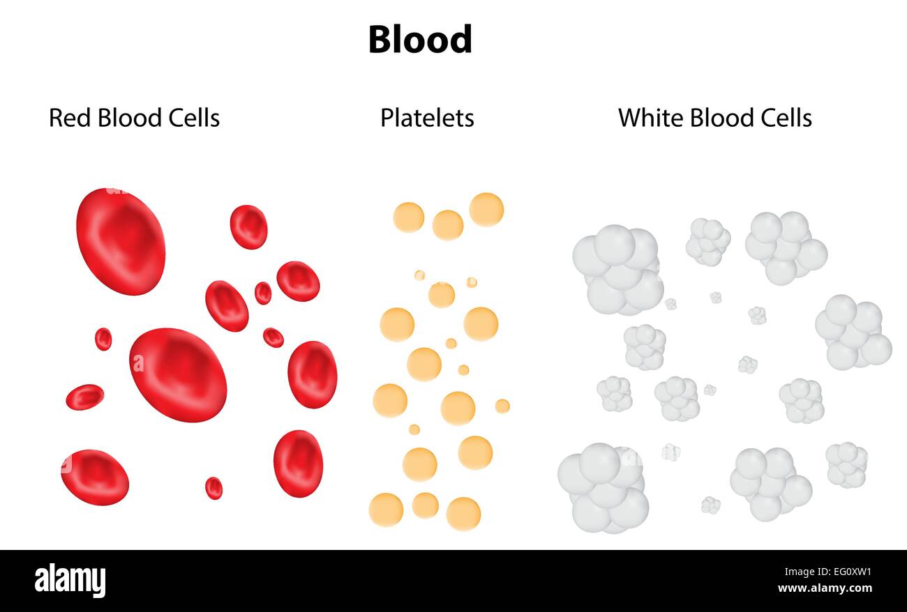 Composition du sang Banque de photographies et d’images à haute ...