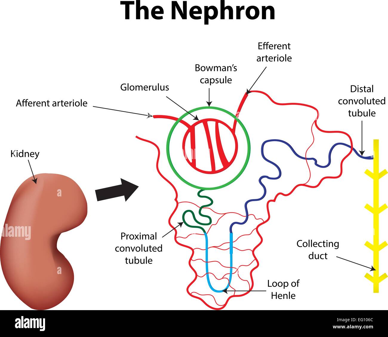 Kidney and nephron Banque de photographies et d’images à haute ...
