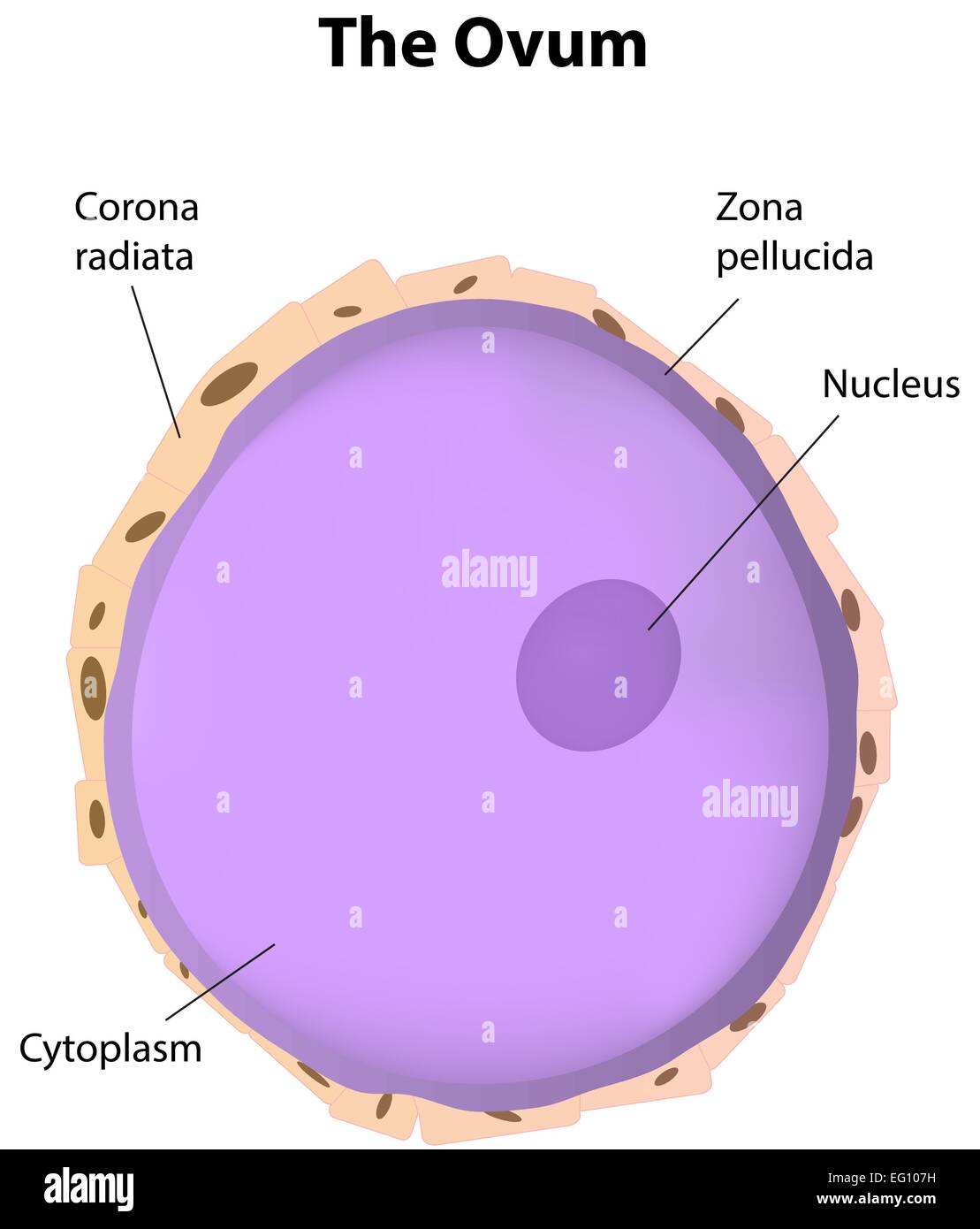 Corona radiata Banque d'images vectorielles - Alamy