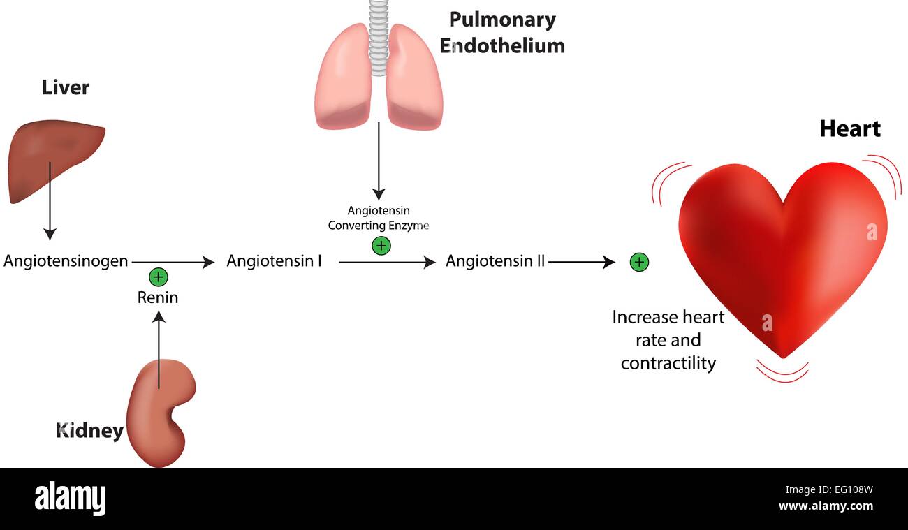 Système rénine angiotensine aldostérone Image Vectorielle Stock - Alamy