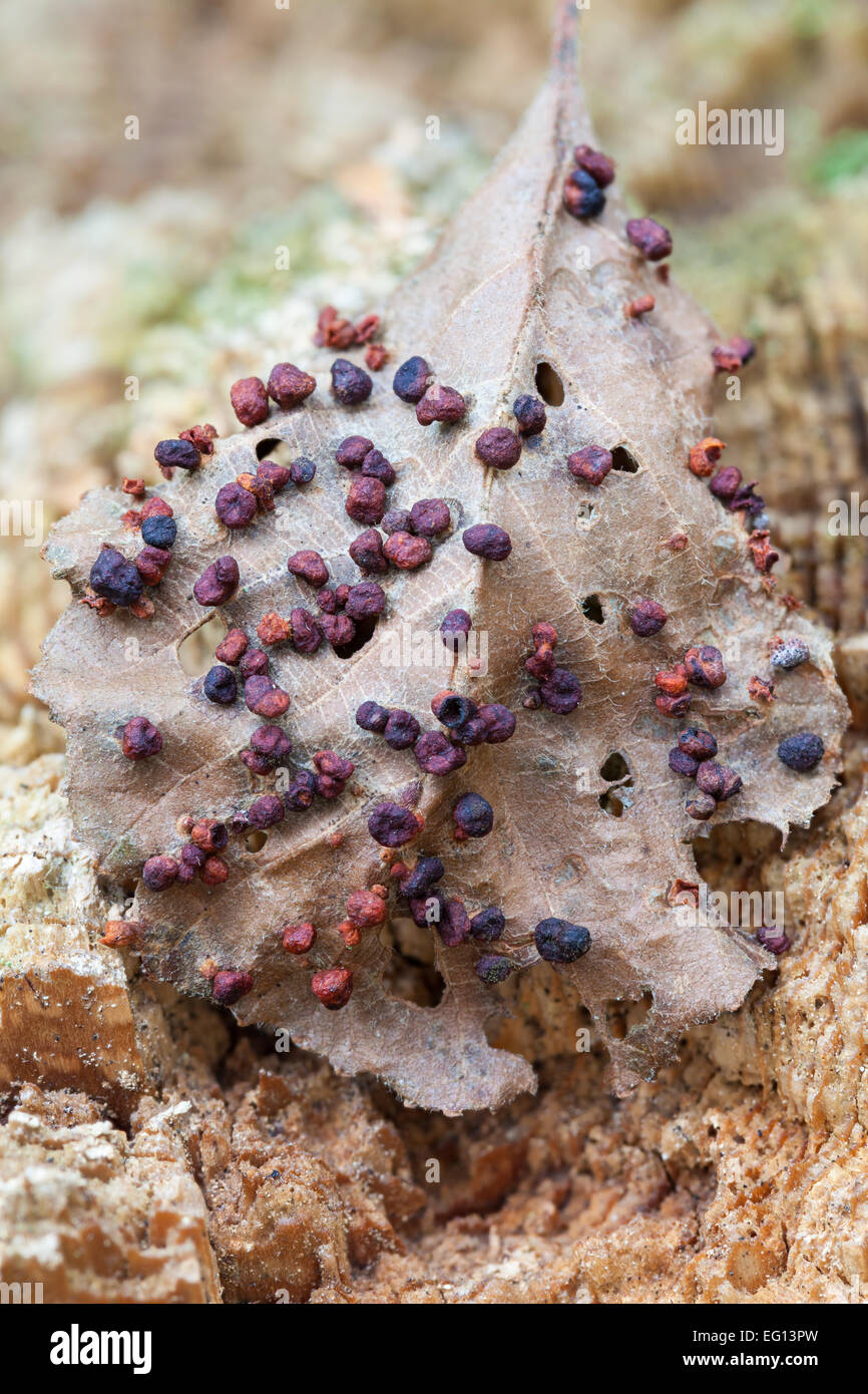 Acariens biliaires Banque de photographies et d’images à haute ...