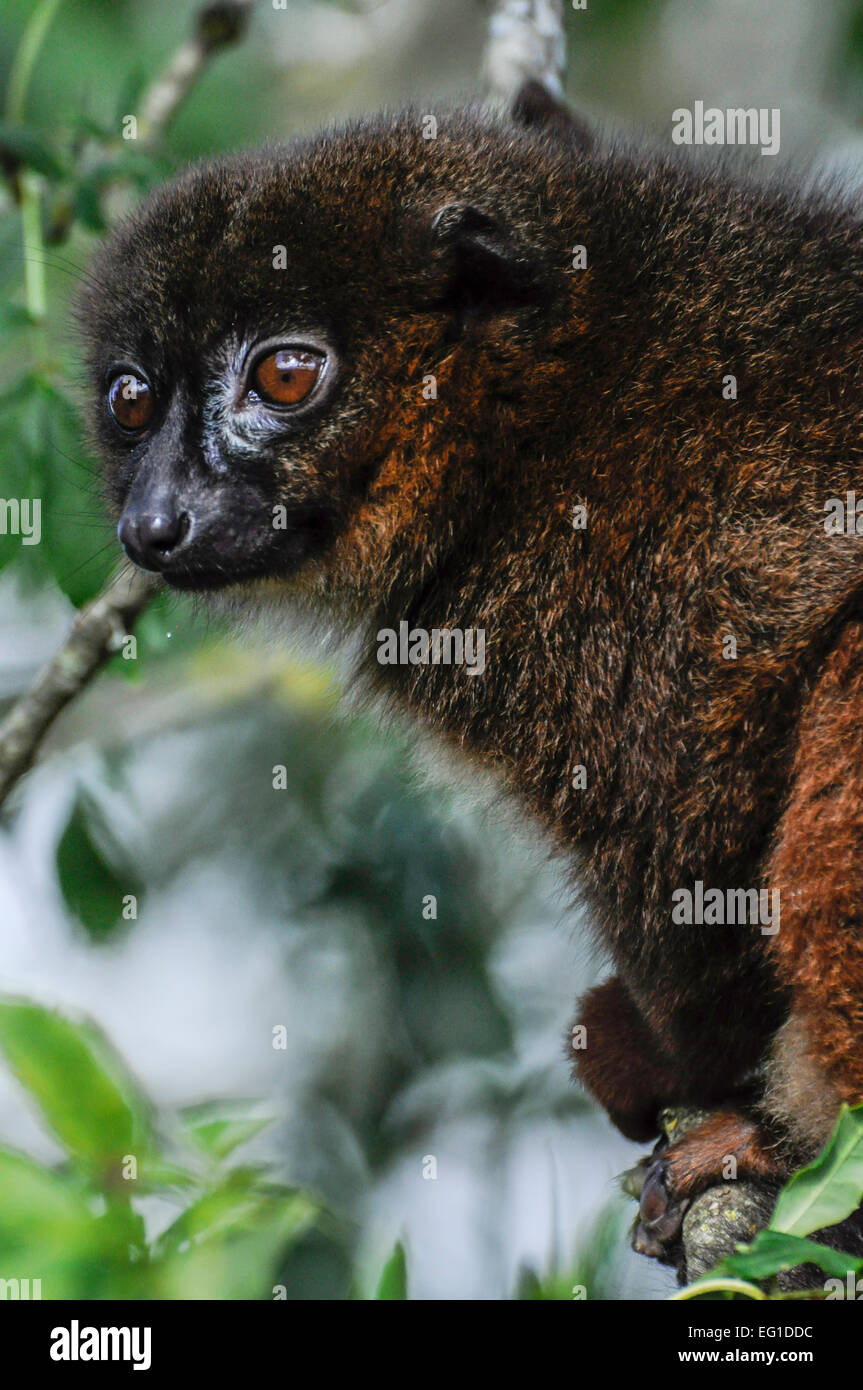 Lémurien roux Banque de photographies et d’images à haute résolution ...