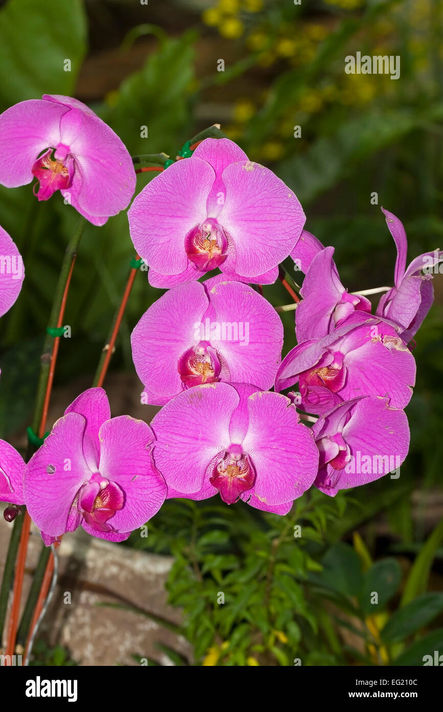 Disa cardinalis Banque de photographies et d’images à haute résolution ...
