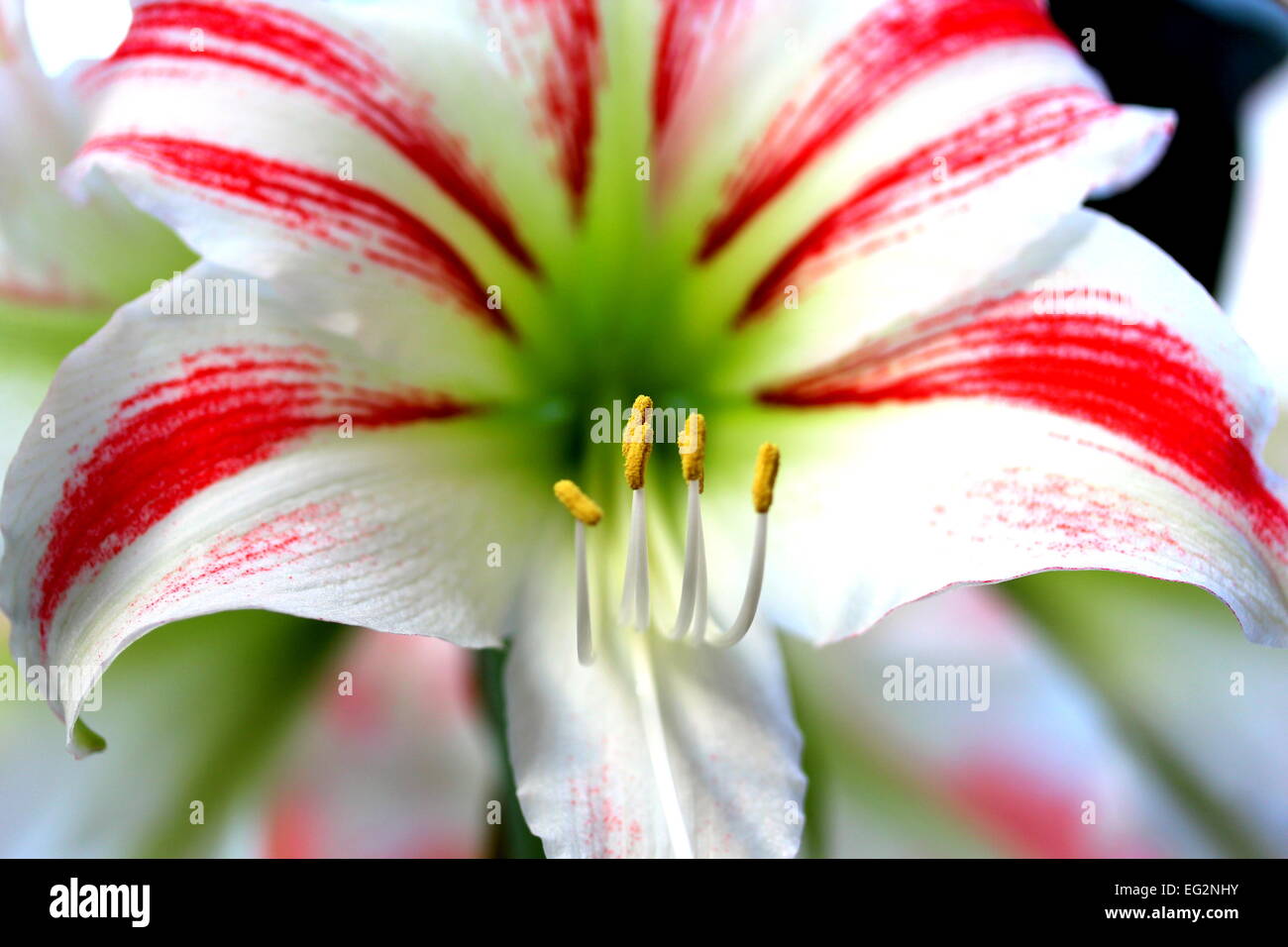 Anthère de fleur de lys Banque de photographies et d’images à haute ...