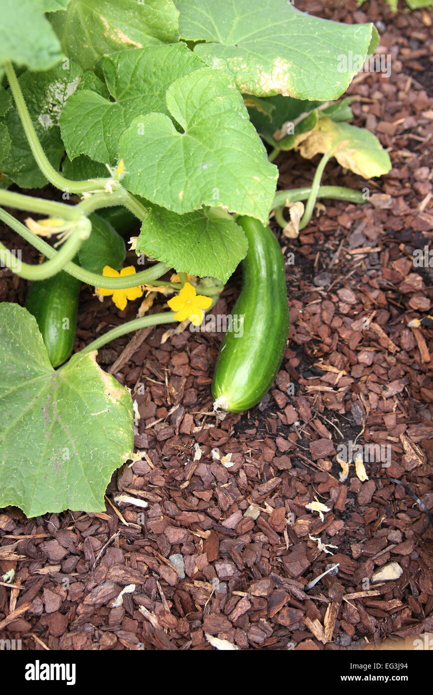 Jeunes Plants De Concombre Banque d'image et photos - Page 2 - Alamy