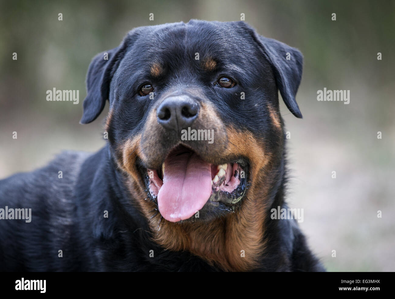 Rottweiler smile Banque de photographies et d’images à haute résolution ...