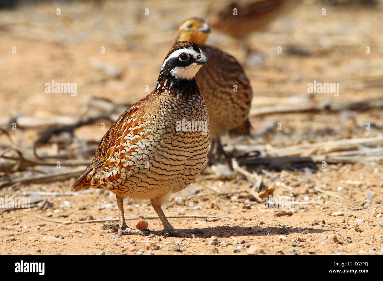Femelle caille de colin de virginie Banque de photographies et d’images ...