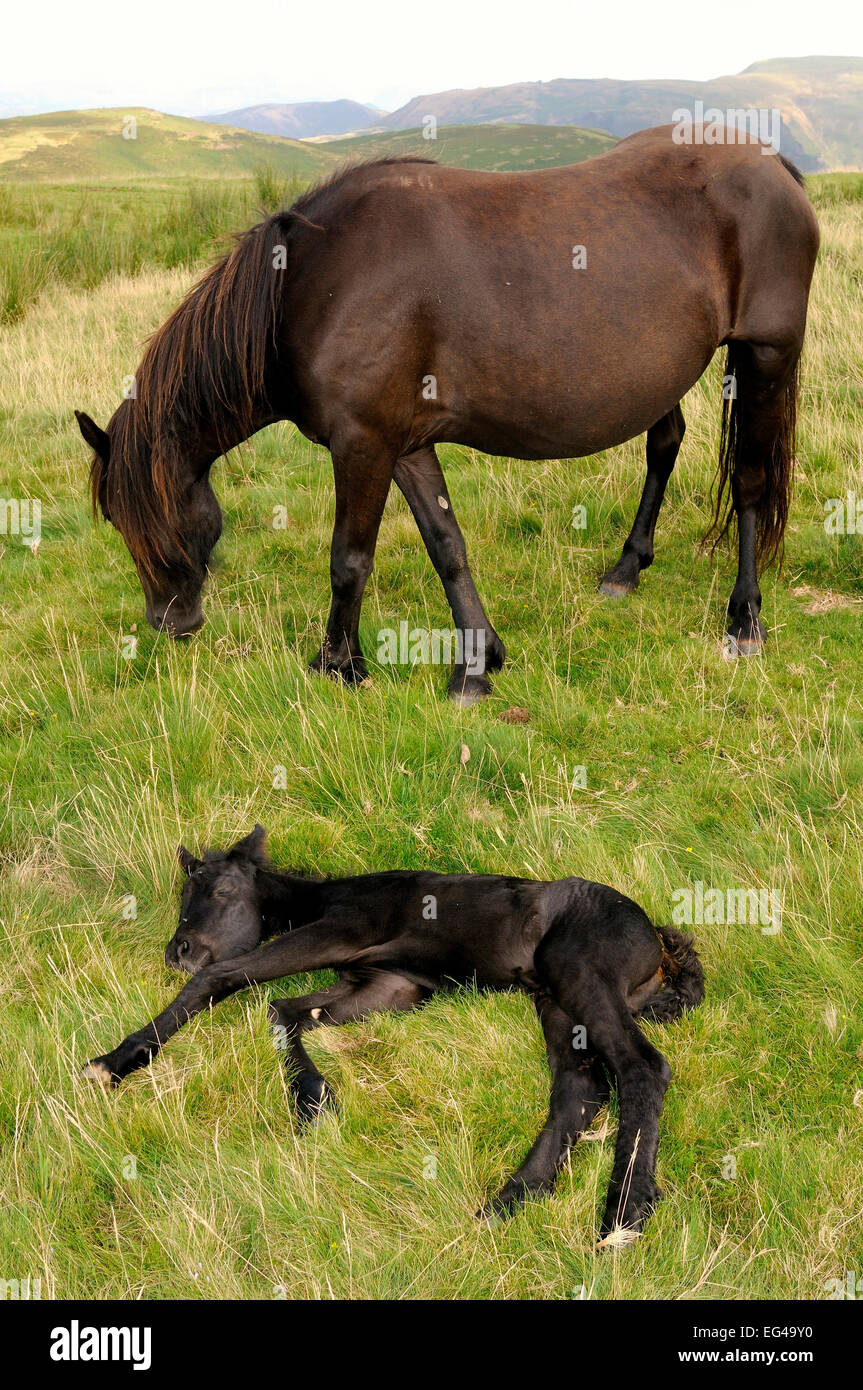 Merens horses Banque de photographies et d’images à haute résolution ...