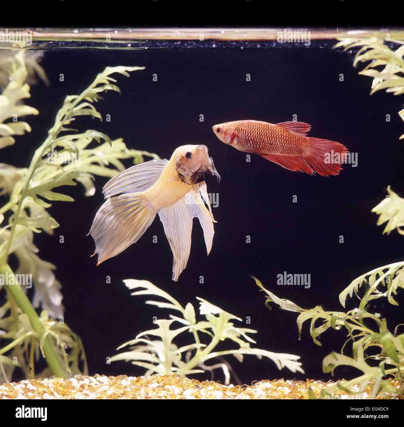 Afficher les aquariums Banque de photographies et d’images à haute ...