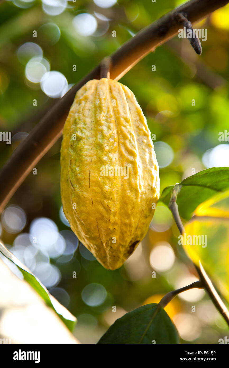 Au cacao Banque de photographies et d’images à haute résolution - Alamy