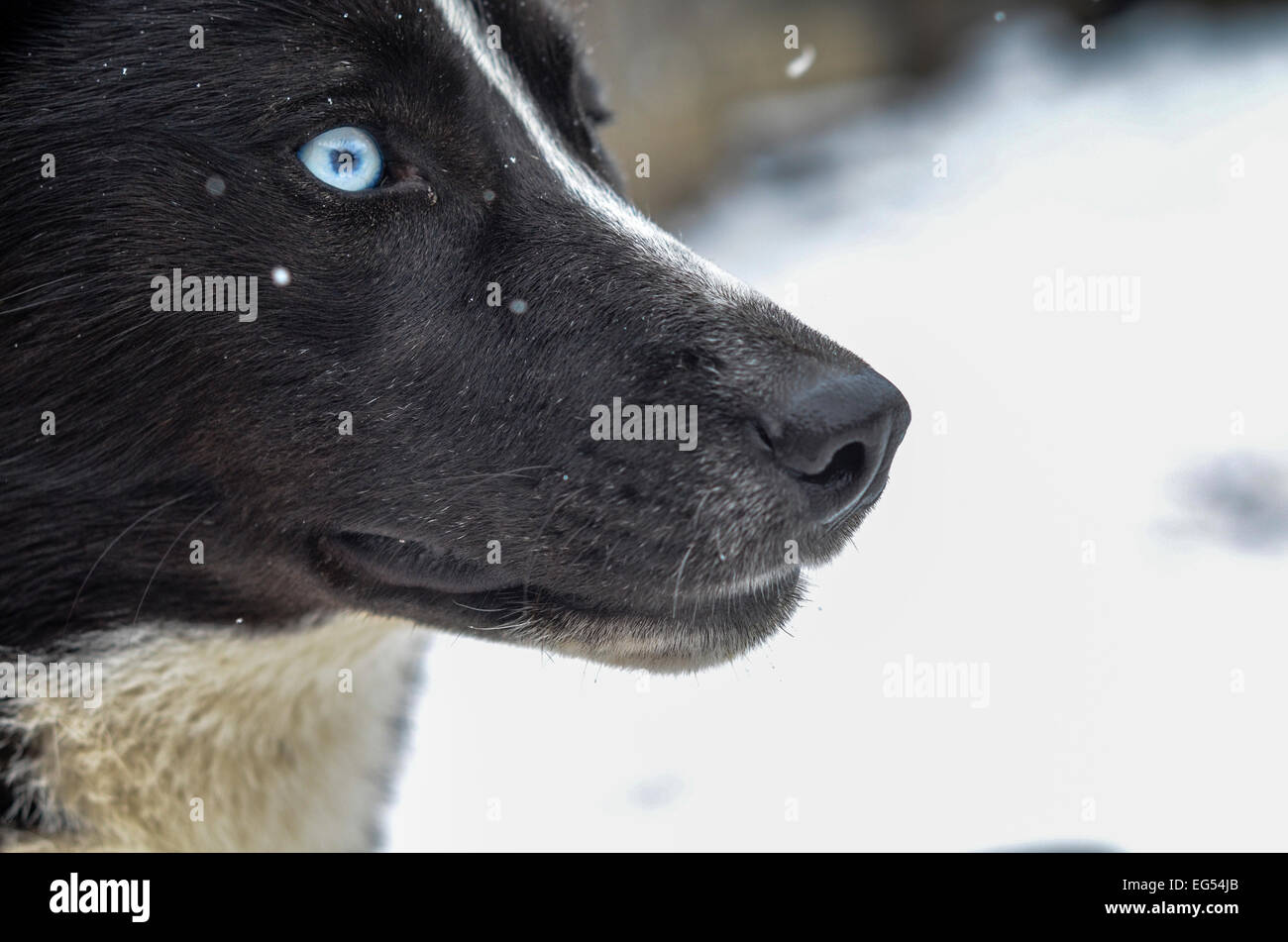 Husky sibérien noir Banque de photographies et d’images à haute ...