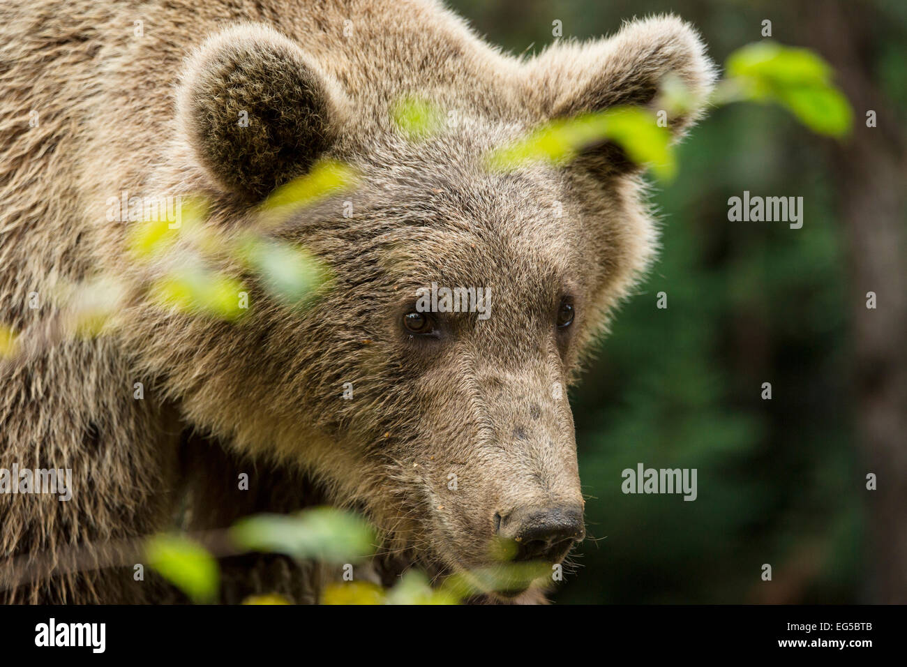 Brown bear ursus pyrenees animal park Banque de photographies et d ...