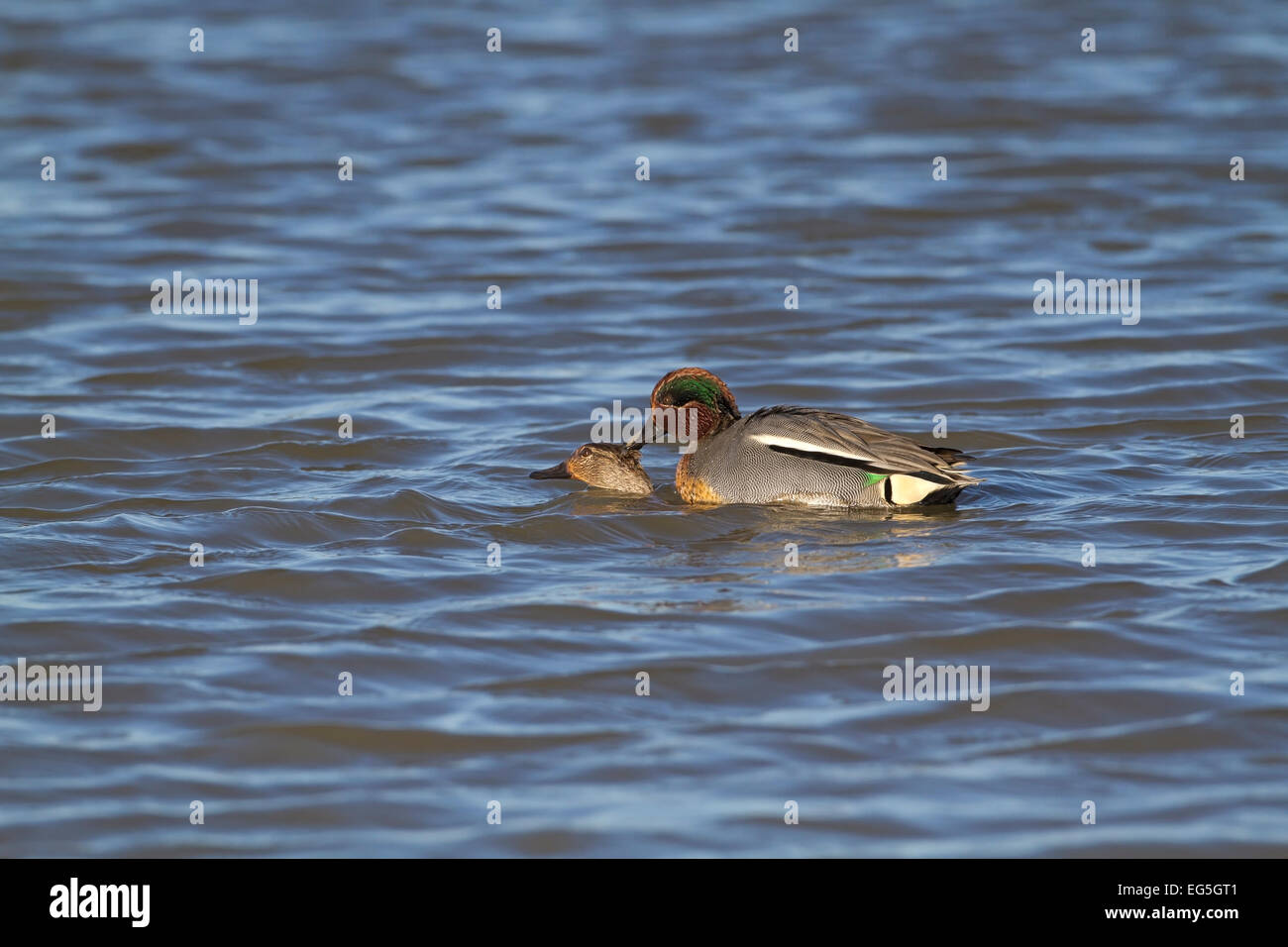 Accouplement de canards Banque de photographies et d’images à haute ...