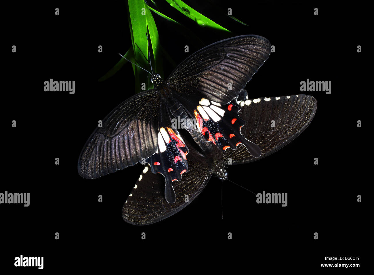 Accouplement de couple de papillons Banque de photographies et d’images ...