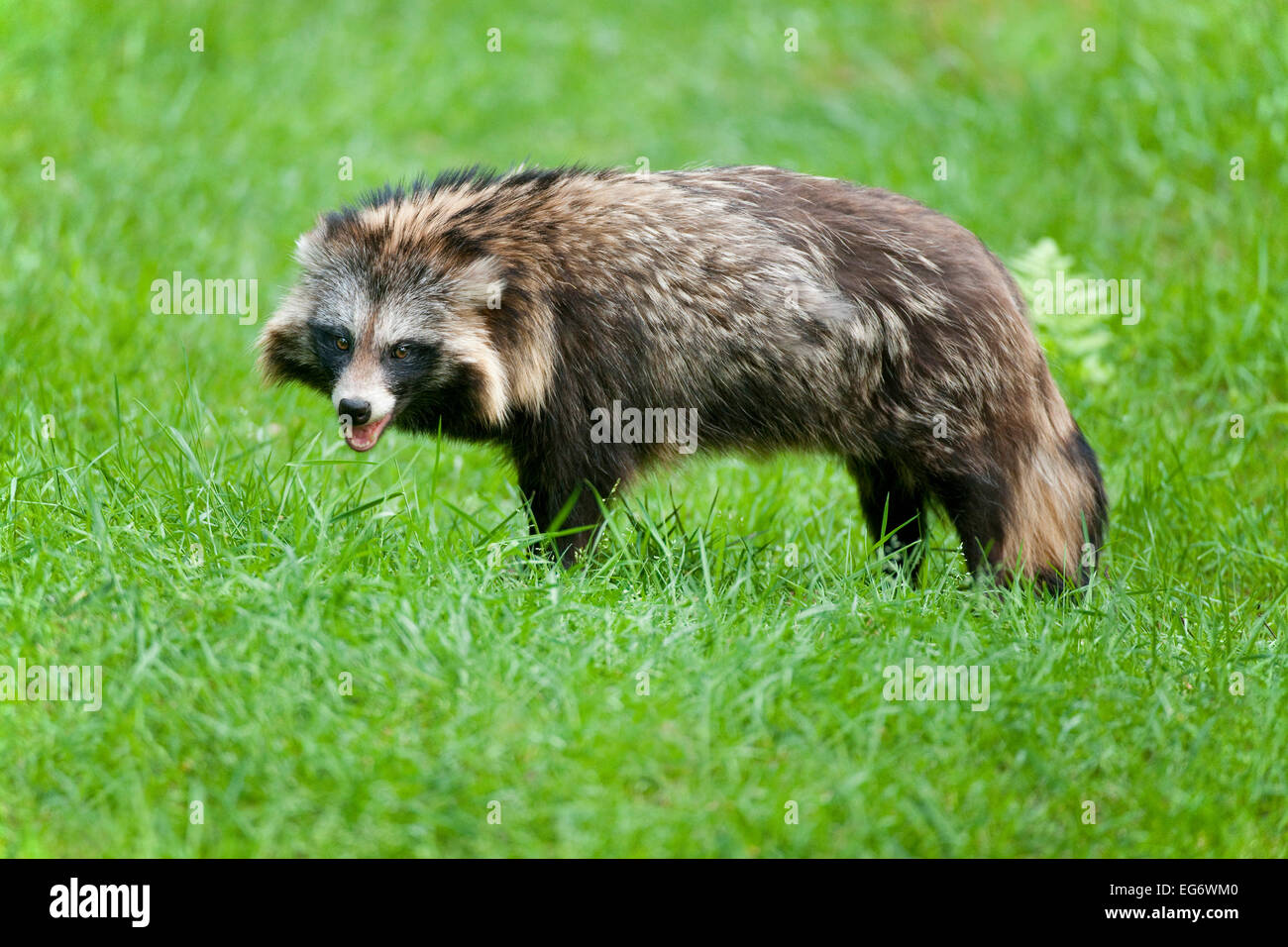 Chien viverrin nyctereutes procyonoides Banque de photographies et d ...