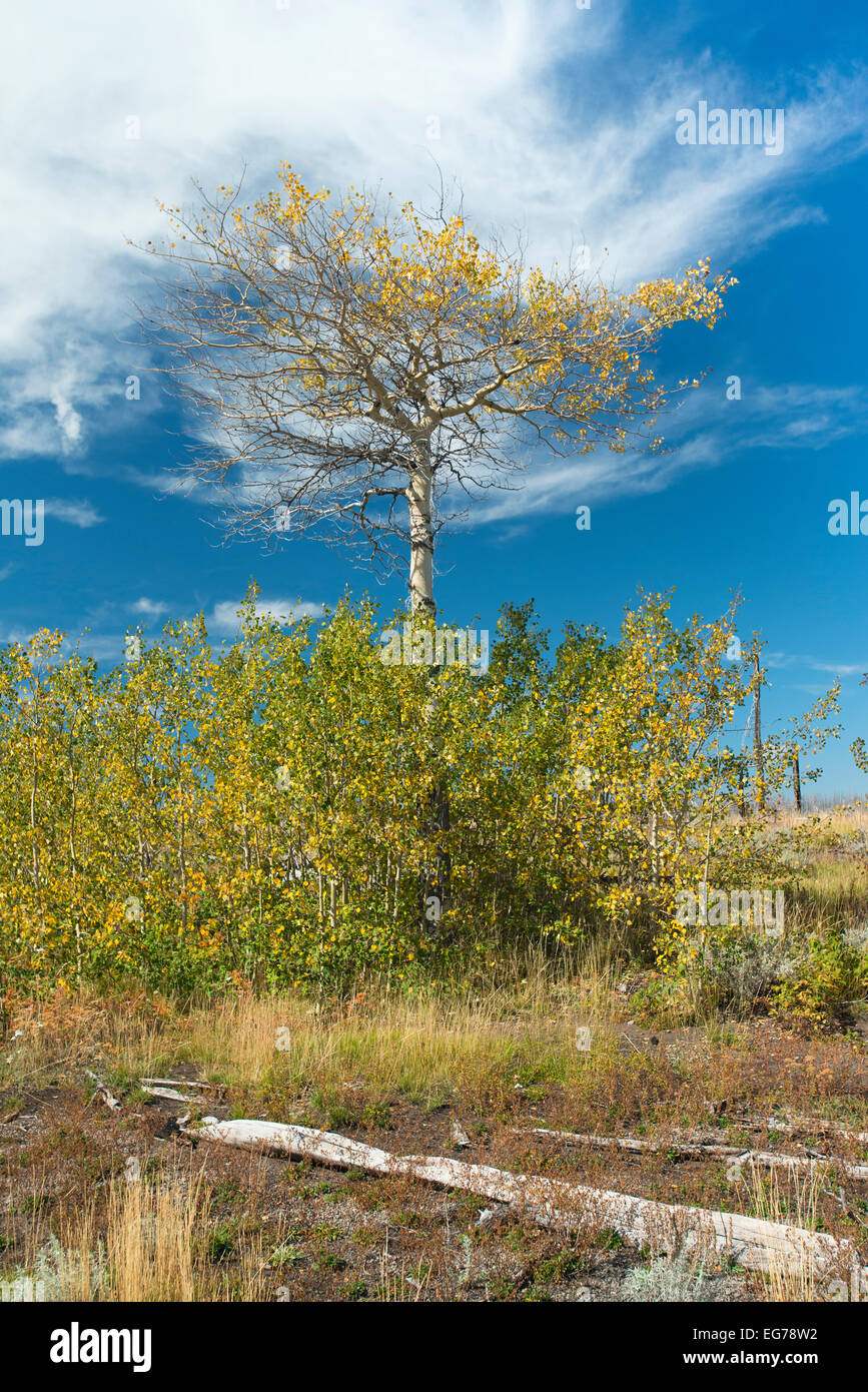 Arbre isolé sur l'une des nombreuses îles du lac de Yellowstone Photo ...