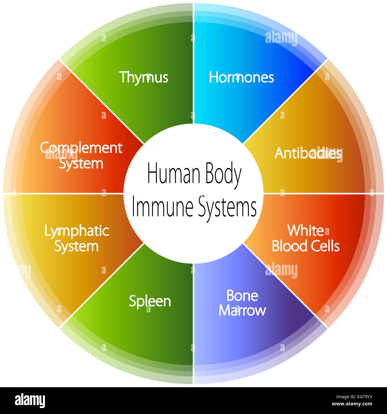 Une image d'un système immunitaire du corps humain Photo Stock - Alamy