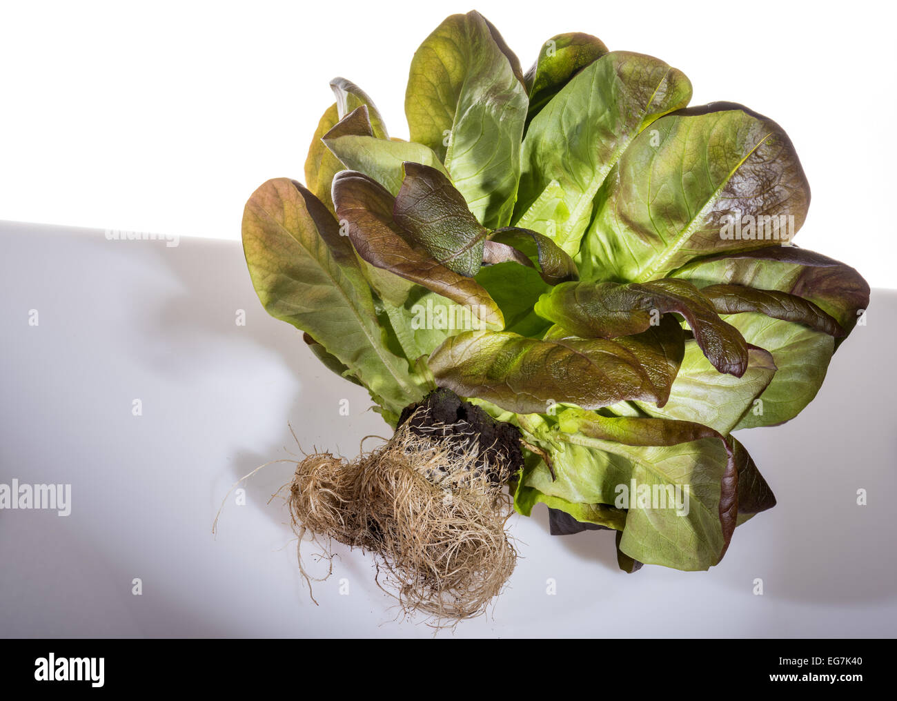 Salade feuille Banque de photographies et d’images à haute résolution ...