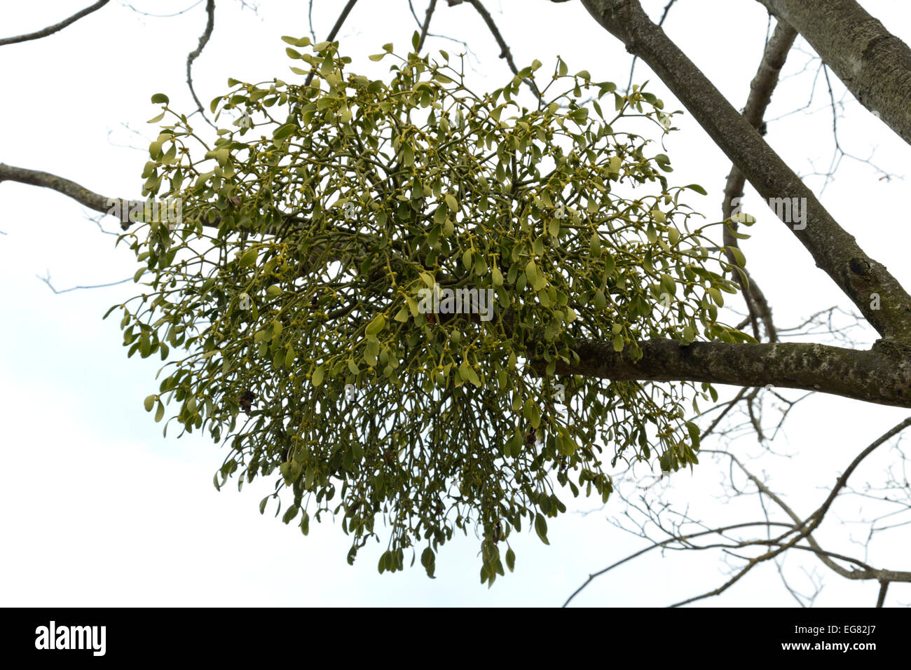 Gui De Plante Parasite Banque d'image et photos - Alamy