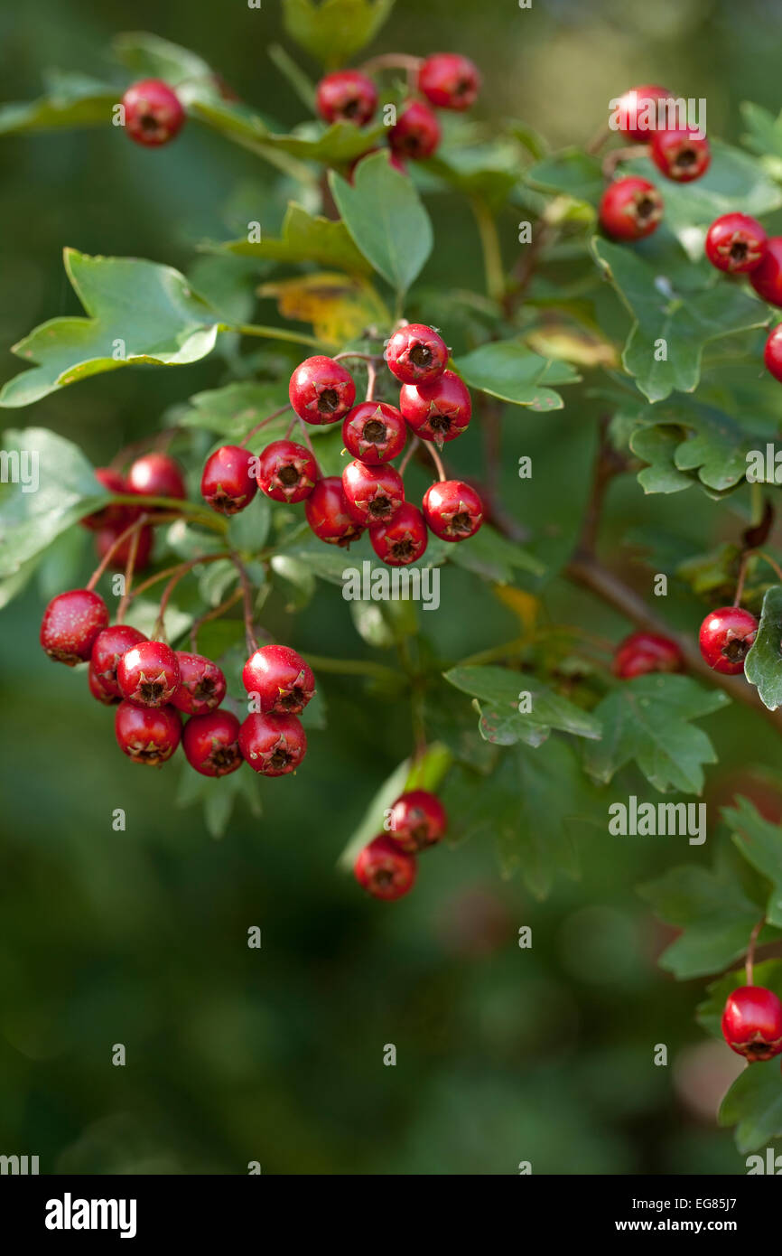Arbre d'aubépine (Crataegus monogyna) aux fruits rouges Photo Stock - Alamy