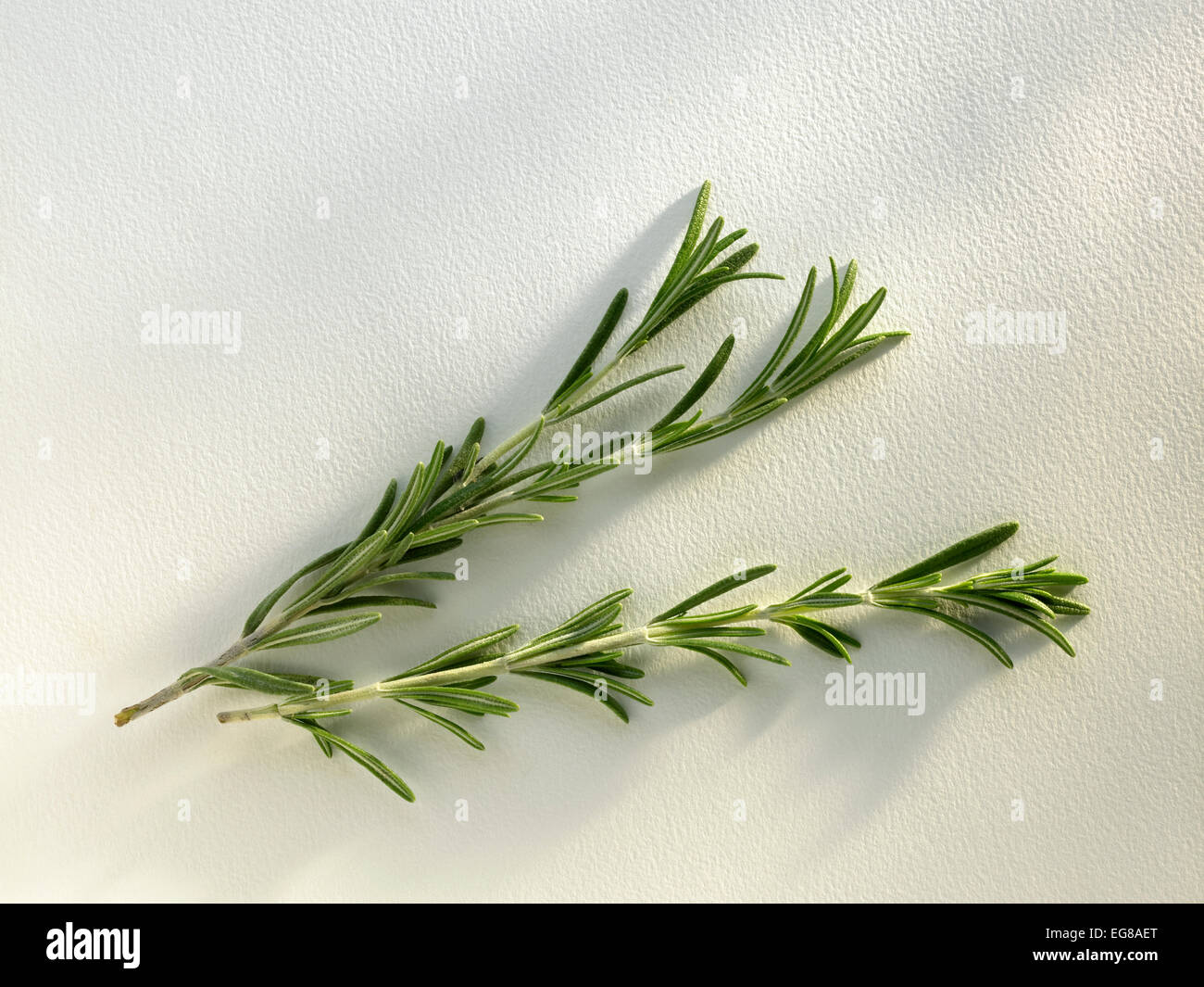 Feuille de romarin Banque de photographies et d’images à haute ...