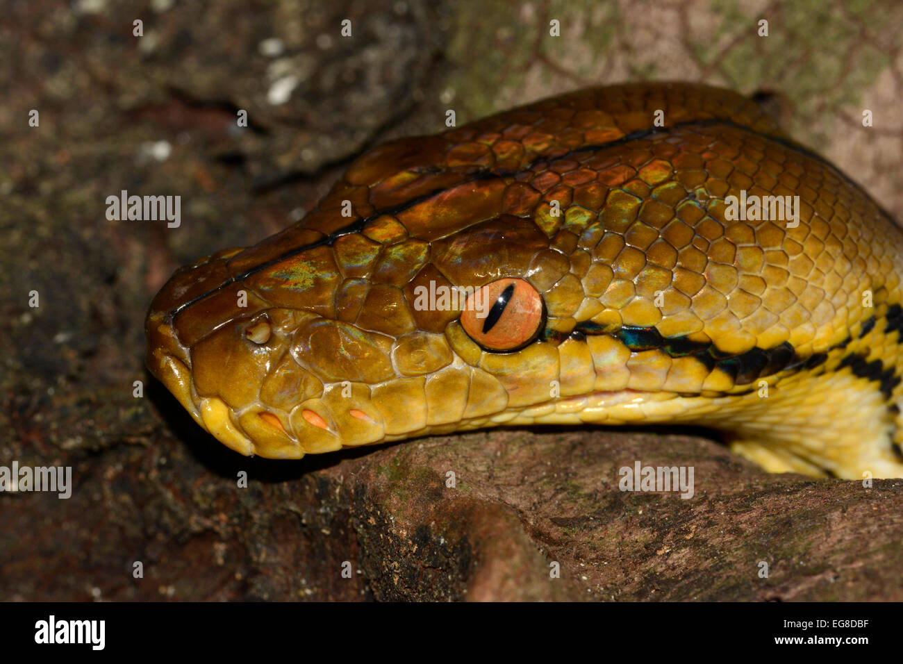 Python python reticulatus Banque de photographies et d’images à haute ...