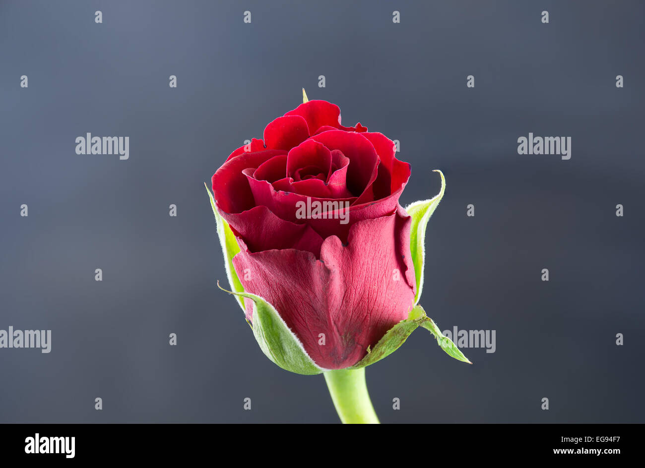 Seule fleur rose rouge Banque de photographies et d’images à haute ...